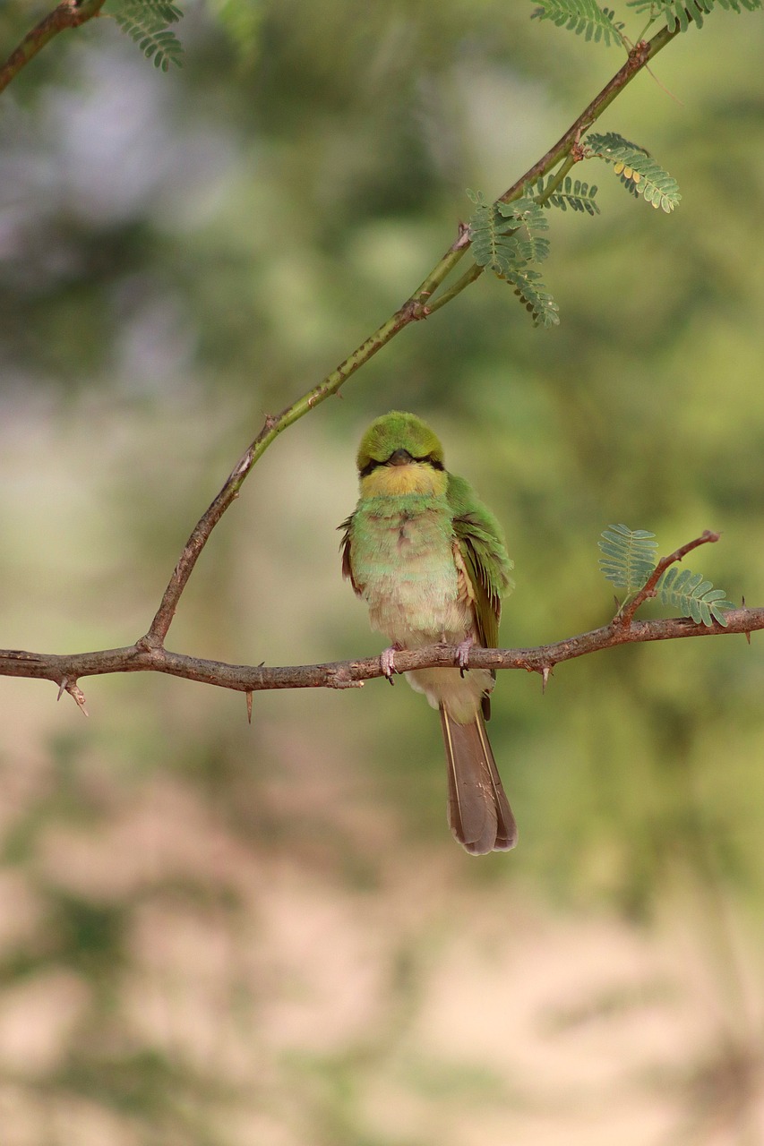 Vogel Tierwelt Tier - Kostenloses Foto auf Pixabay
