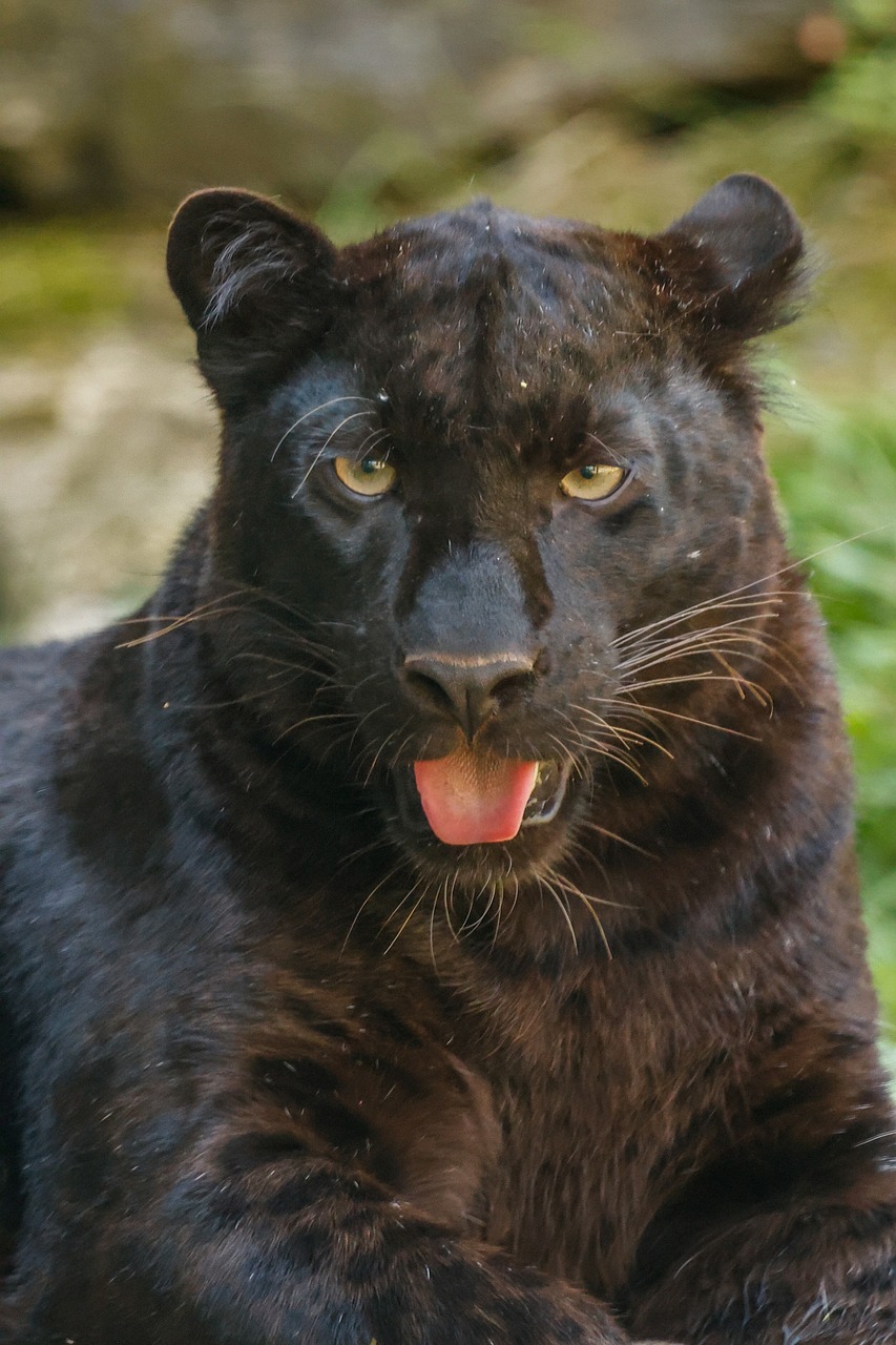 Panther Animal Predator - Free photo on Pixabay