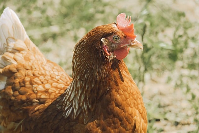 Chicken Nature Farm Yard - Free photo on Pixabay