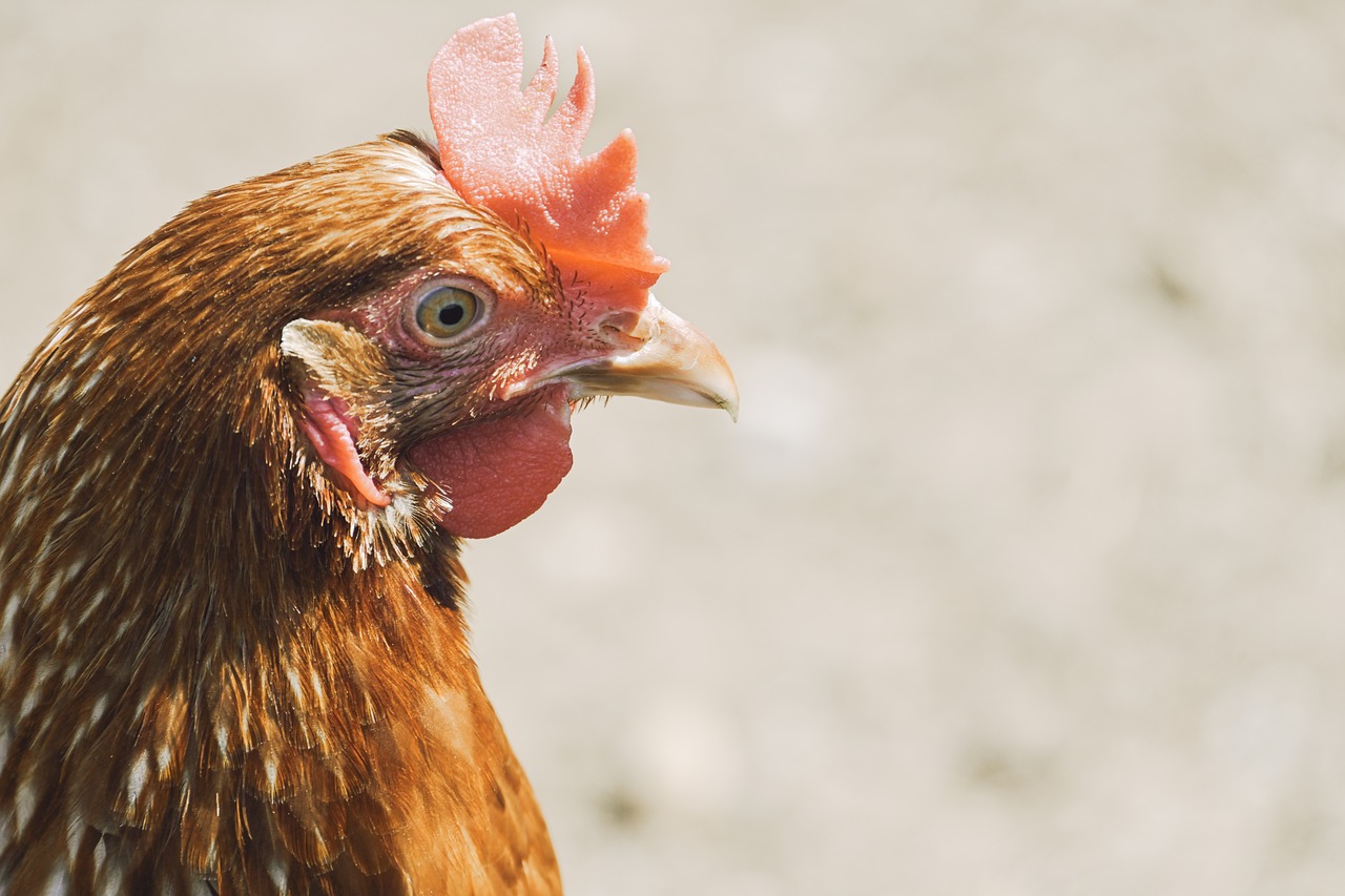 Chicken Nature Farm Yard - Free photo on Pixabay