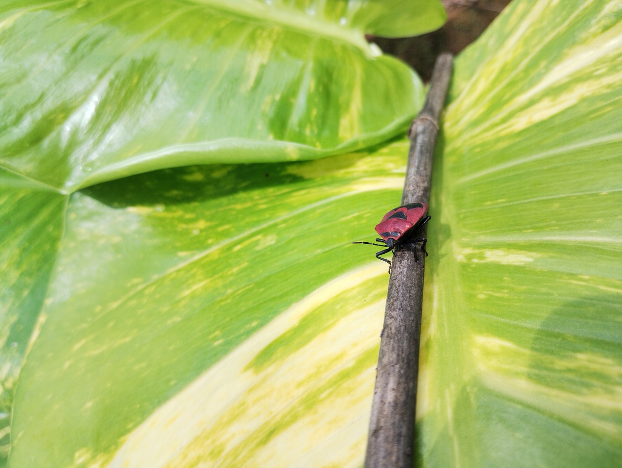 Insect Tuin - Gratis foto op Pixabay