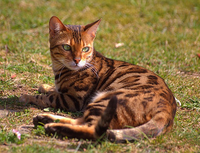 Kucing Bengal Benggala - Foto gratis di Pixabay