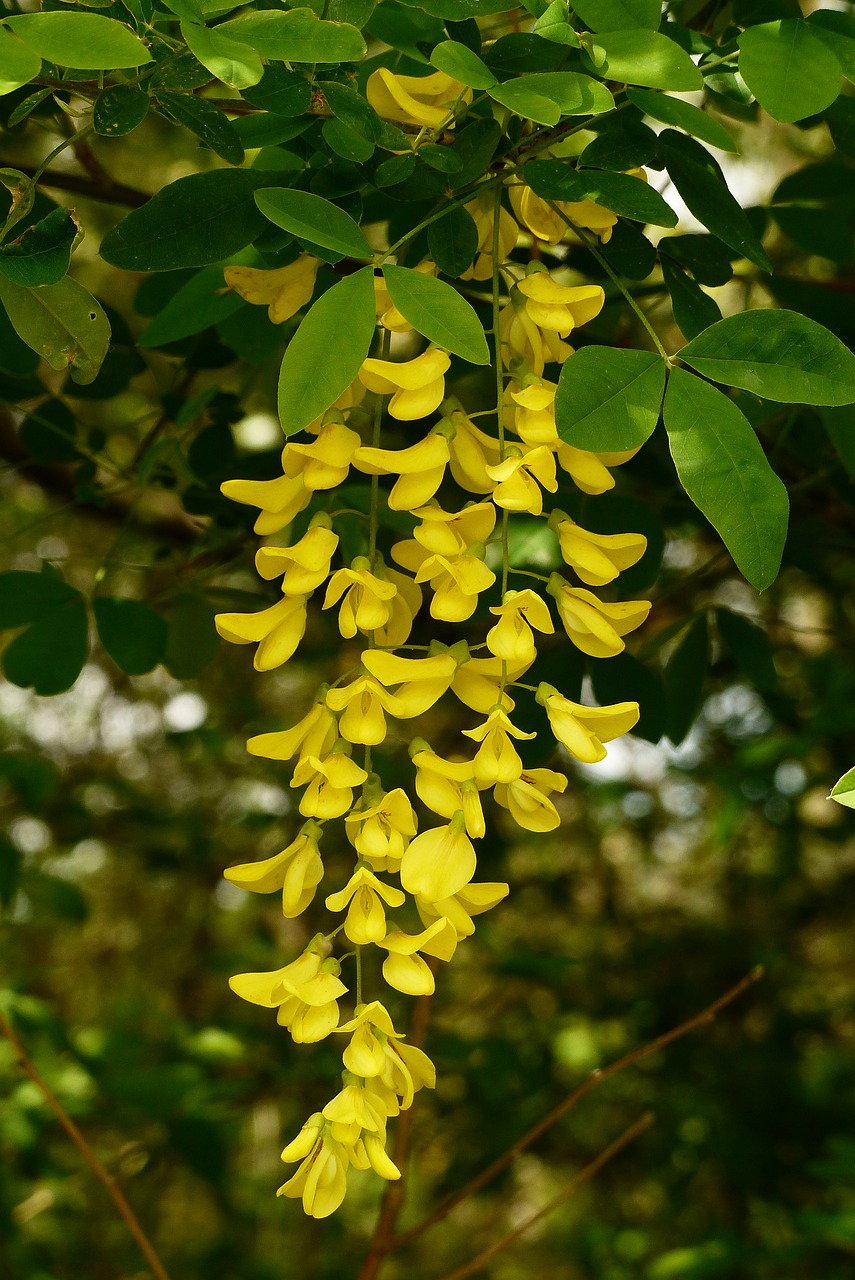 Laburnum Blossoms - Free photo on Pixabay