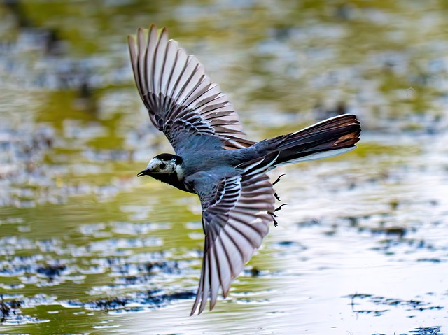 White Wagtail Bird Nature - Free photo on Pixabay