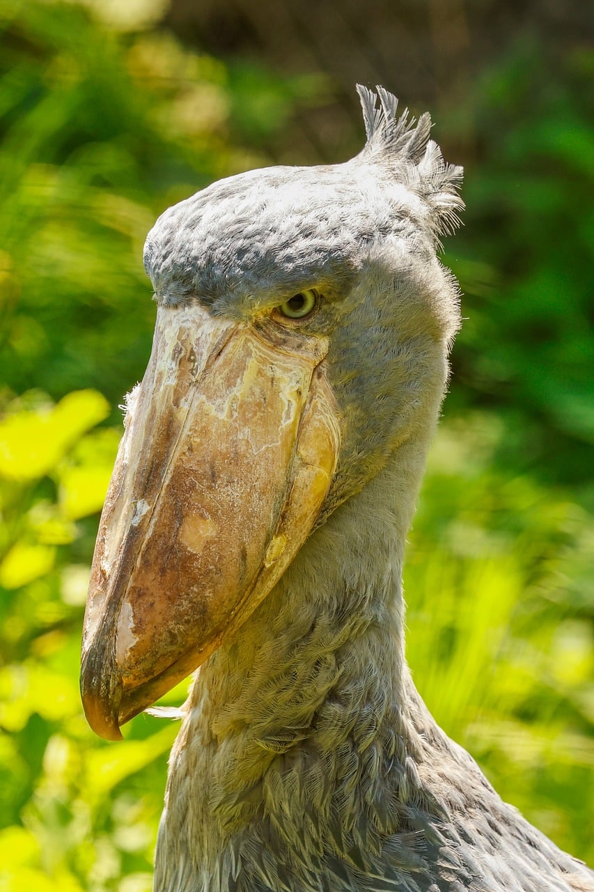 Shoebill Stork Nature Animal - Free photo on Pixabay