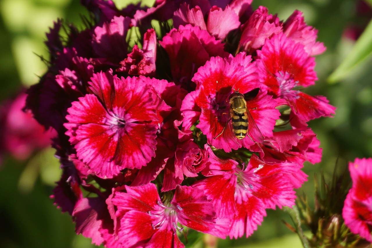 Flowers Cloves Pink - Free photo on Pixabay