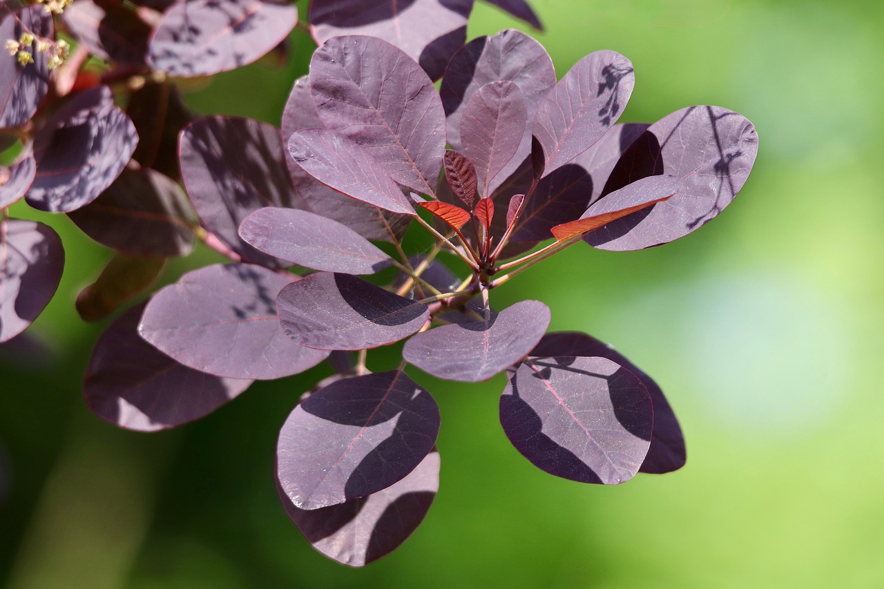 Red Leaves Wig Bush Branch - Free photo on Pixabay