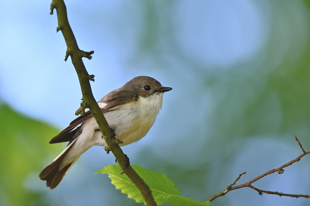 Pied Flycatcher Bird Park - Free photo on Pixabay