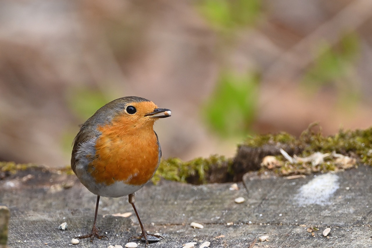 Robin Bird Nature - Free photo on Pixabay