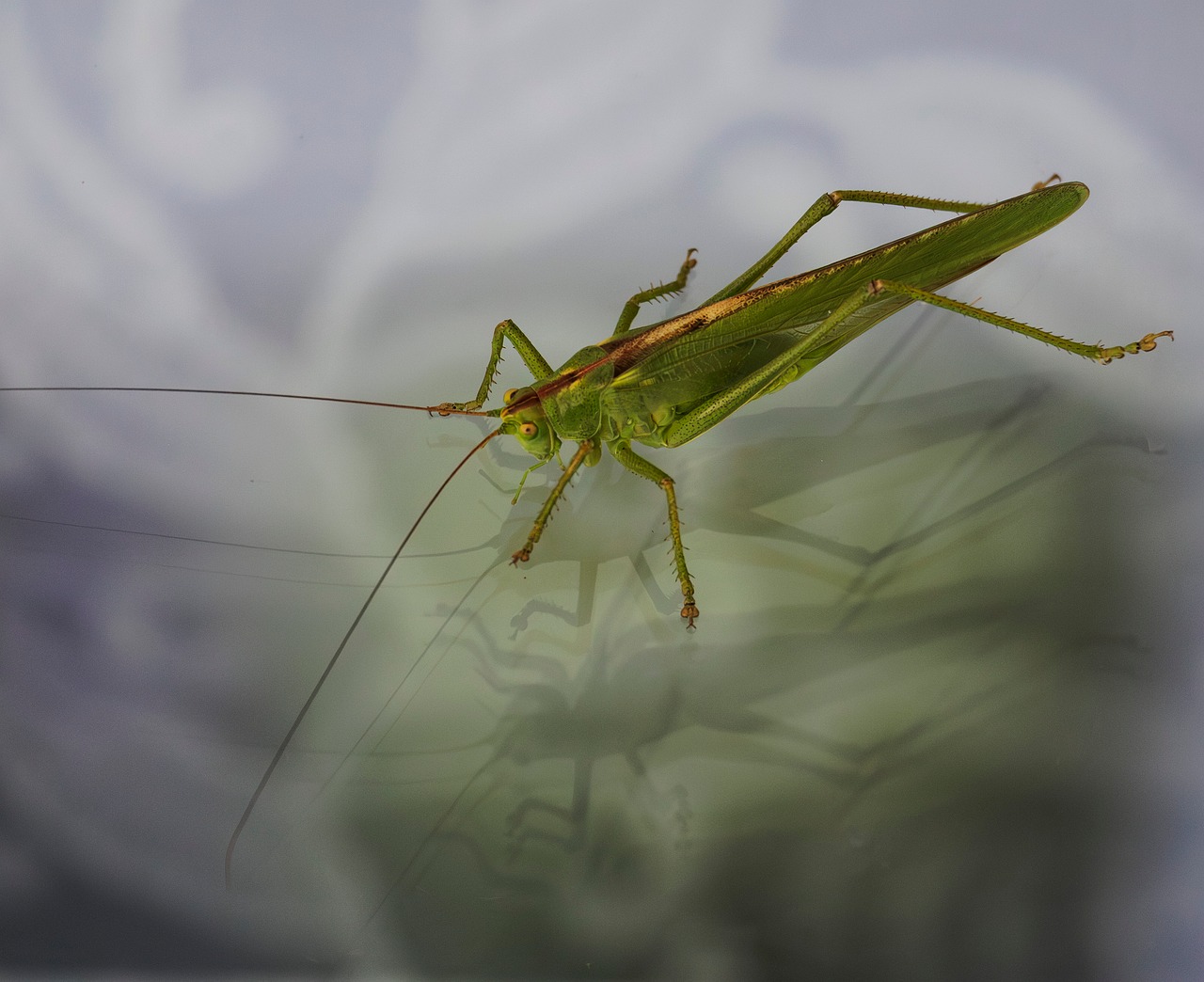 Heuschrecke Insekt Spiegel - Kostenloses Foto auf Pixabay