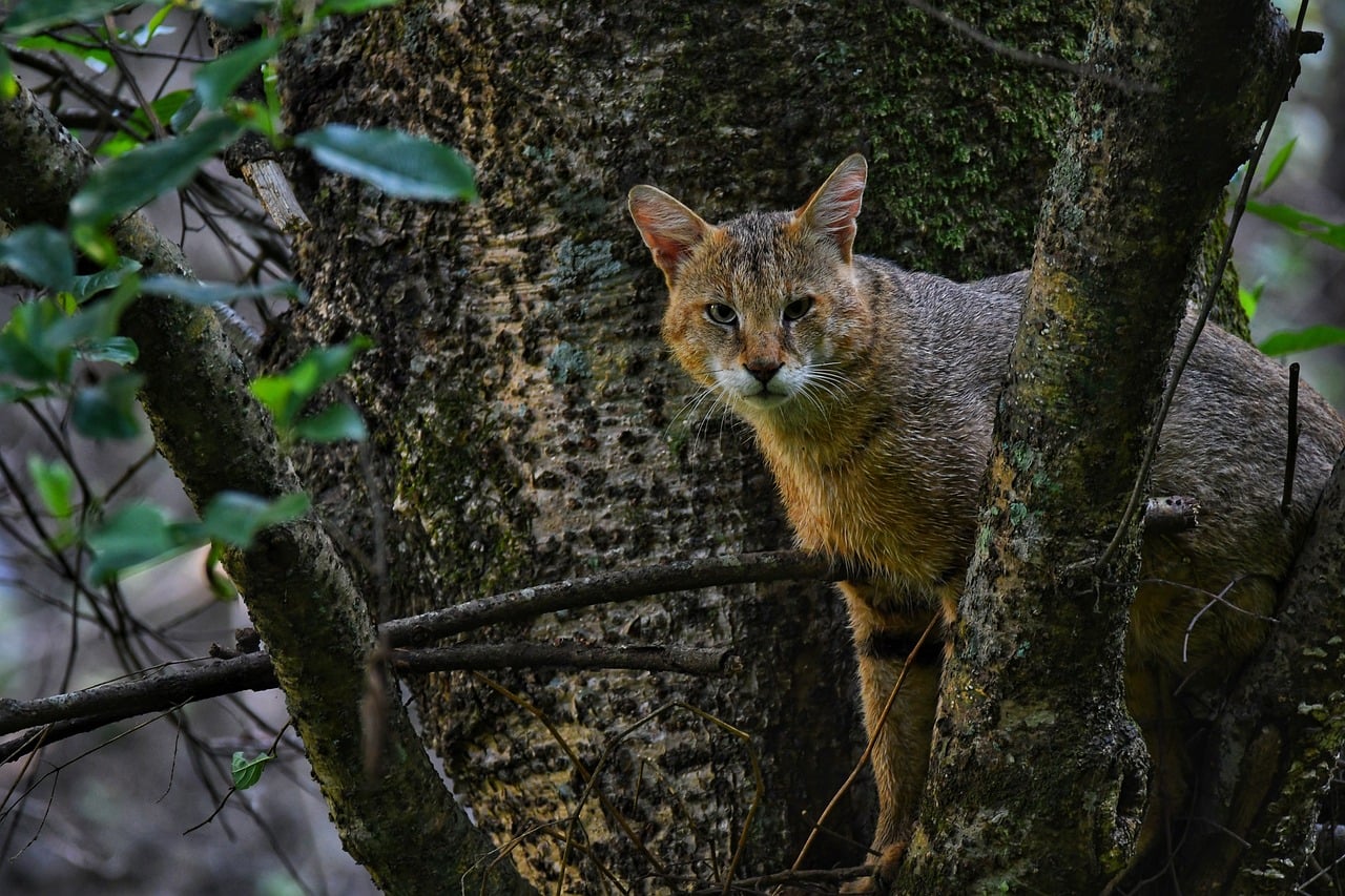 Jungle Cat Cats - Free photo on Pixabay