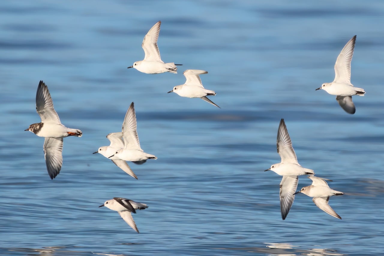 Birds Waterbirds Flying - Free photo on Pixabay