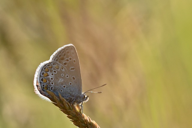 Common Blue Butterfly Nature - Free photo on Pixabay