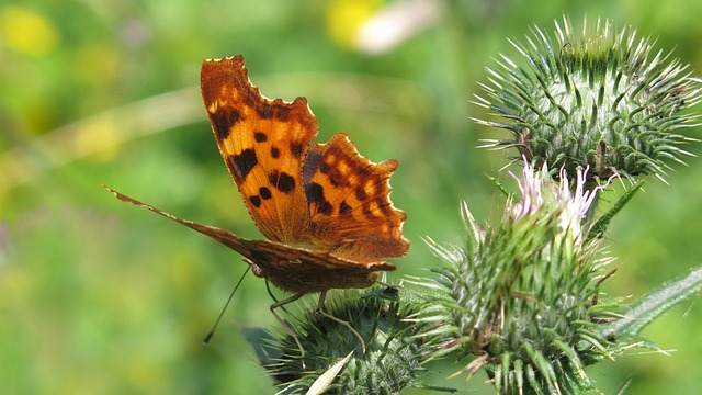 C Falter Butterfly Insect - Free photo on Pixabay