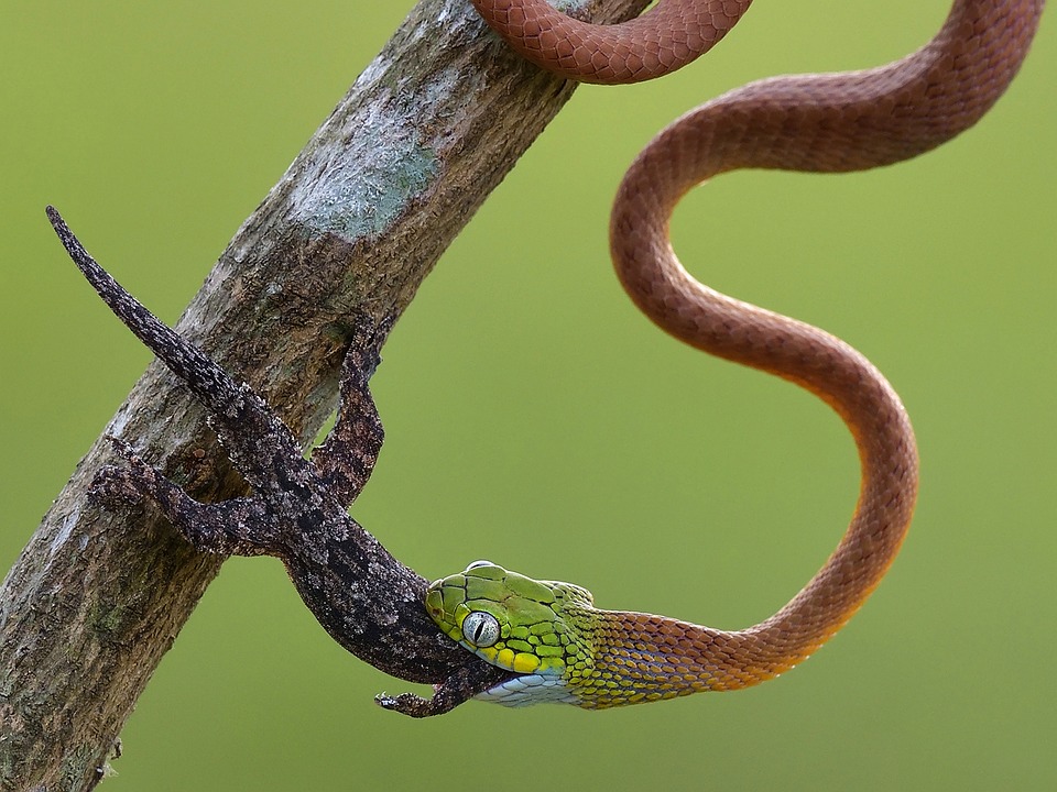 Snake Nature Animal - Free photo on Pixabay