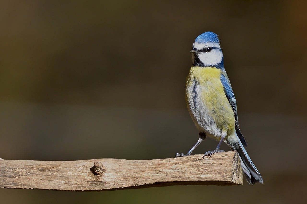 Blue Tit Bird Wildlife - Free photo on Pixabay