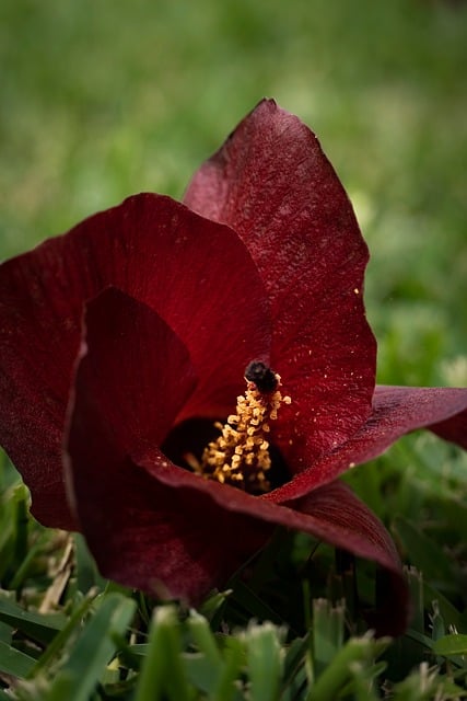 Flor Escarlata Naturaleza - Foto gratis en Pixabay