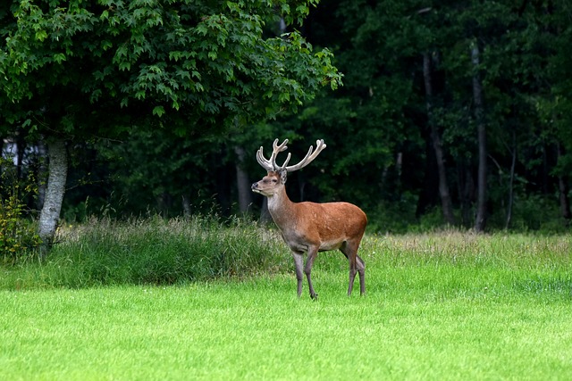 Wild Animals Nature - Free photo on Pixabay