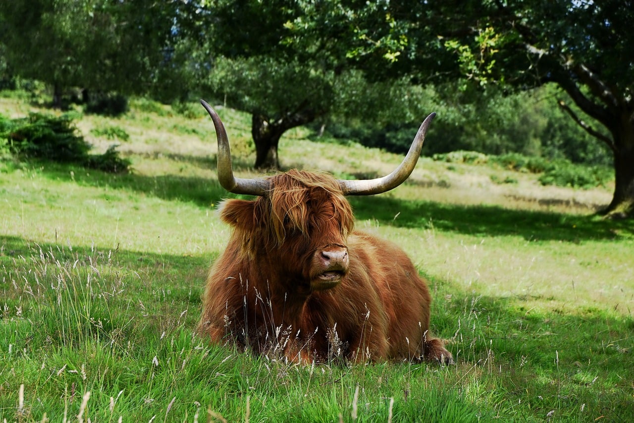 Cow Nature Animal - Free photo on Pixabay