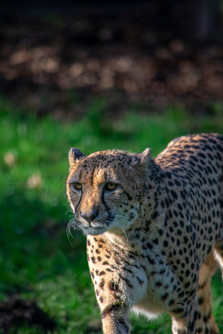 Leopardo Guepardo Gato - Foto gratuita no Pixabay