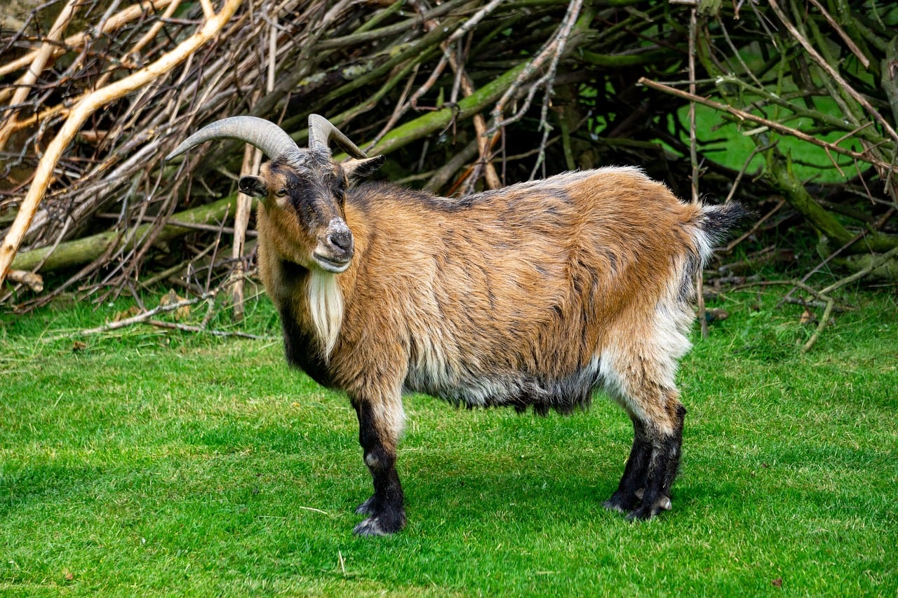 Billy Goat Nature - Free photo on Pixabay