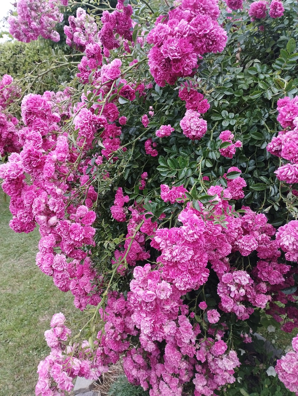 Erstaunlich Rosenstrauch Lilly Rose Bild