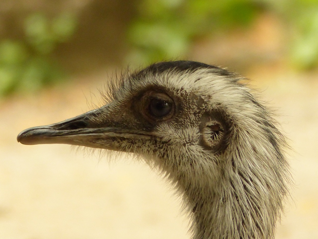 Nandu Head Close Up - Free photo on Pixabay