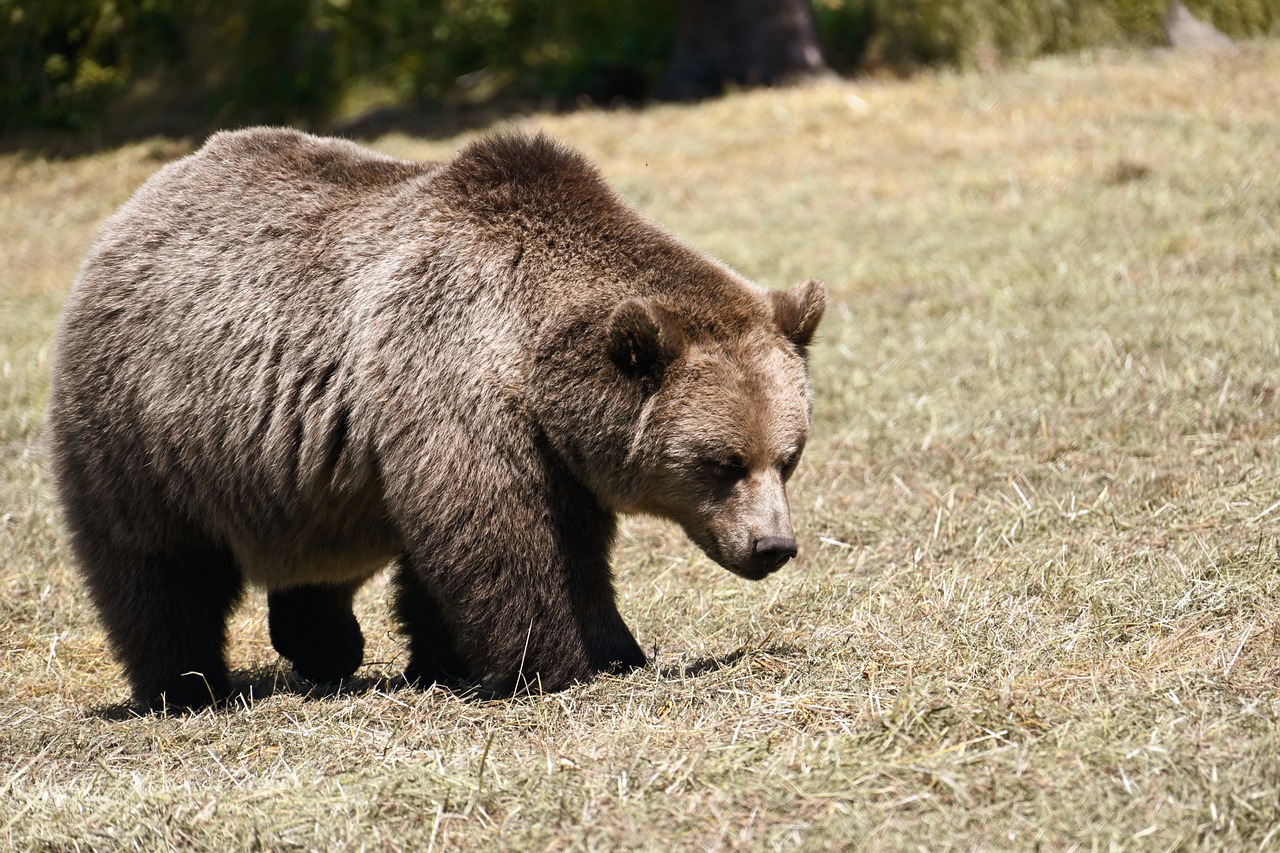 Oso Pardo Europeo Soportar Fauna - Foto gratis en Pixabay