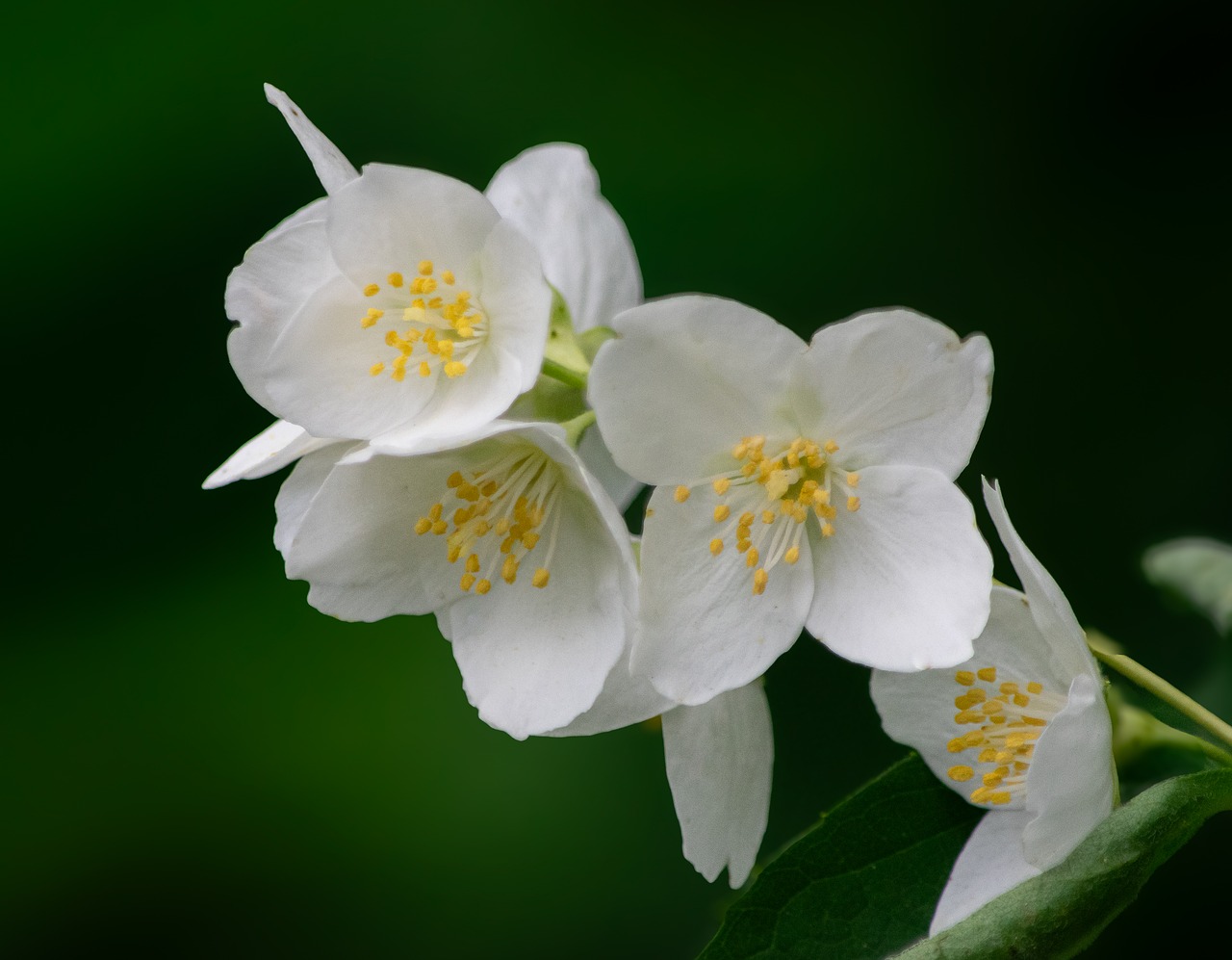 Branco Verde Flor - Foto gratuita no Pixabay