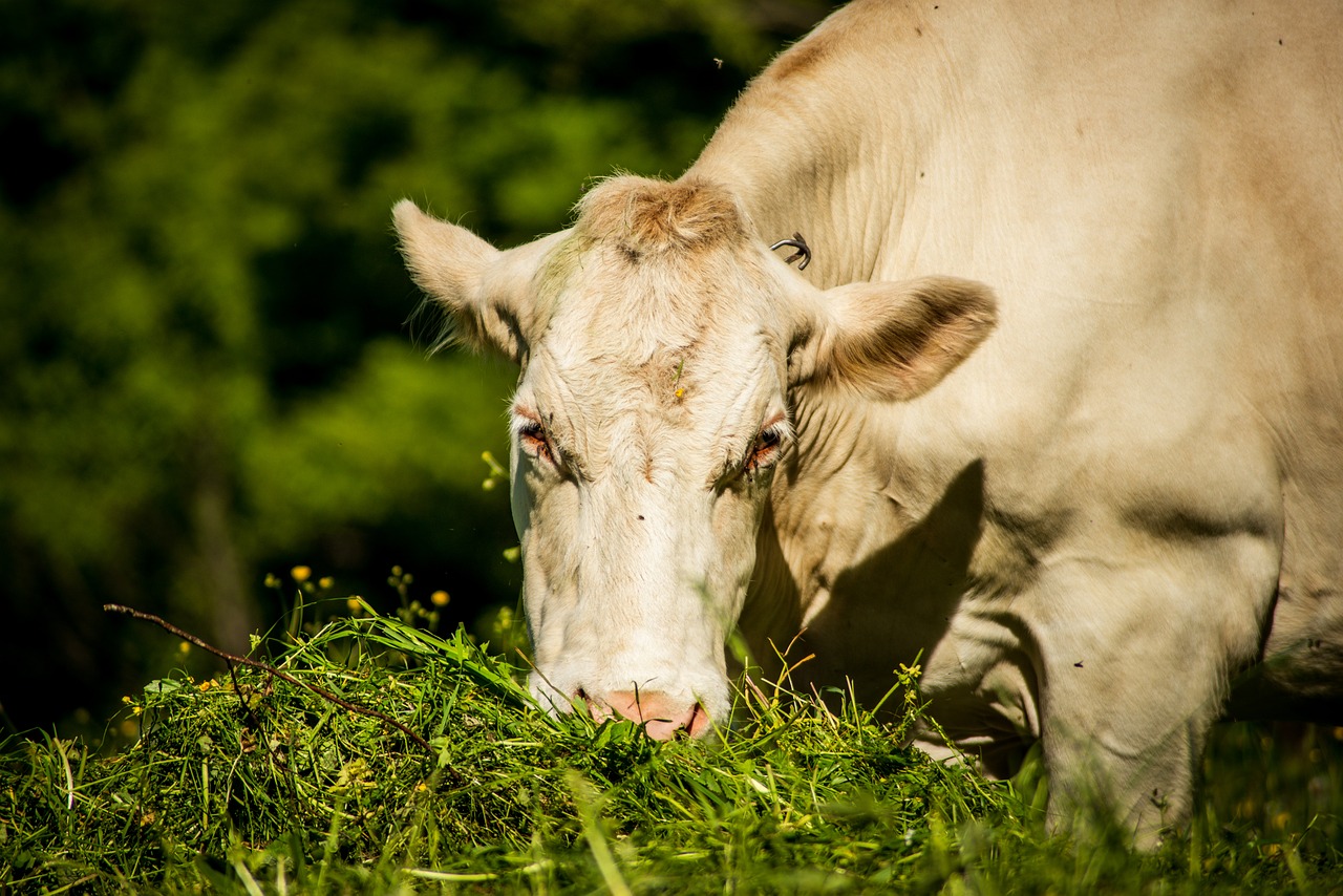 Cow Close-Up Animal Portrait Farm - Free photo on Pixabay