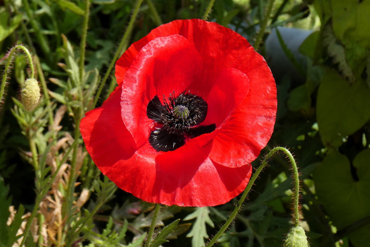 Poppy Flower Blossom - Free photo on Pixabay