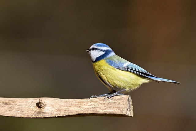 Blue Tit Bird Wildlife - Free photo on Pixabay