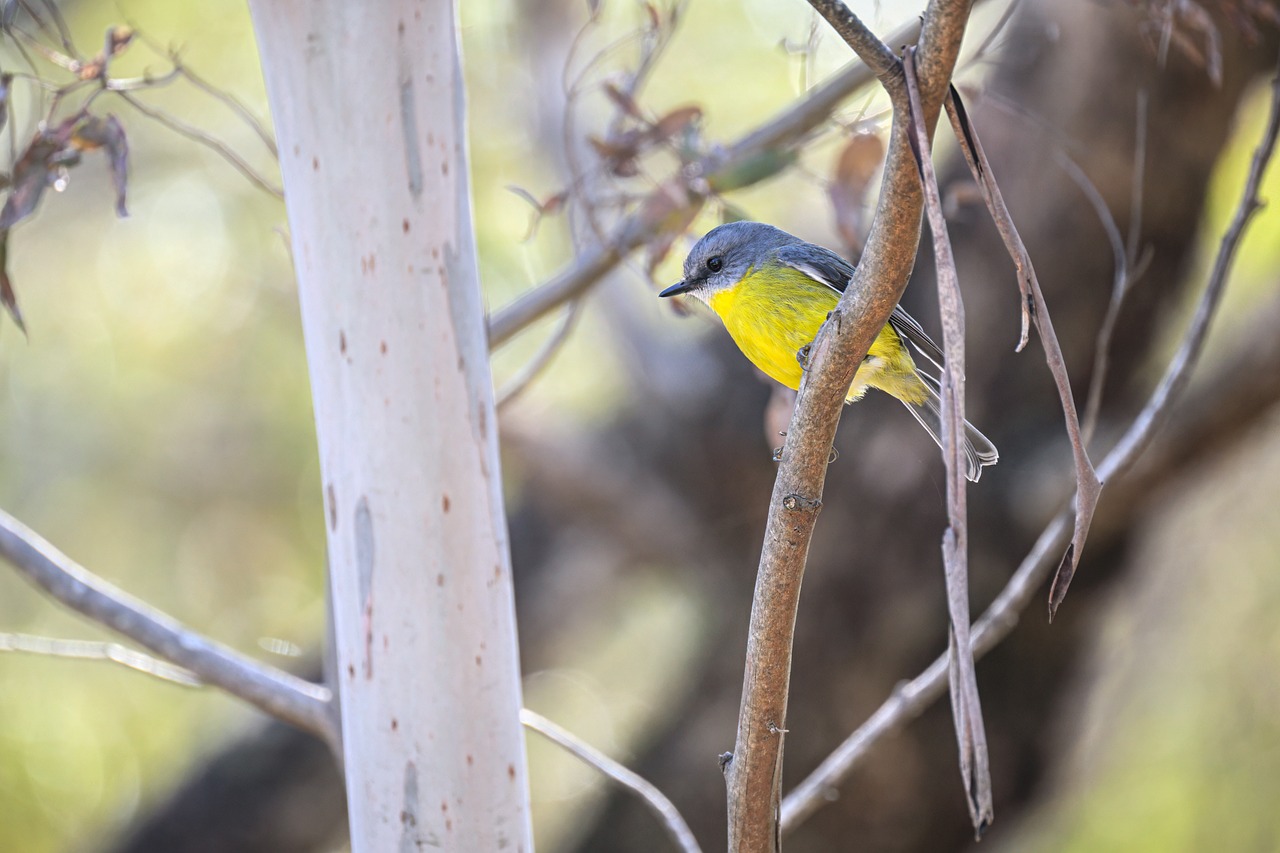 Eastern Yellow Robin - Free photo on Pixabay