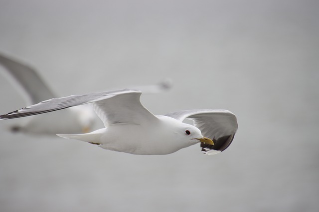 Möwe Seemöwe Fliegen - Kostenloses Foto auf Pixabay