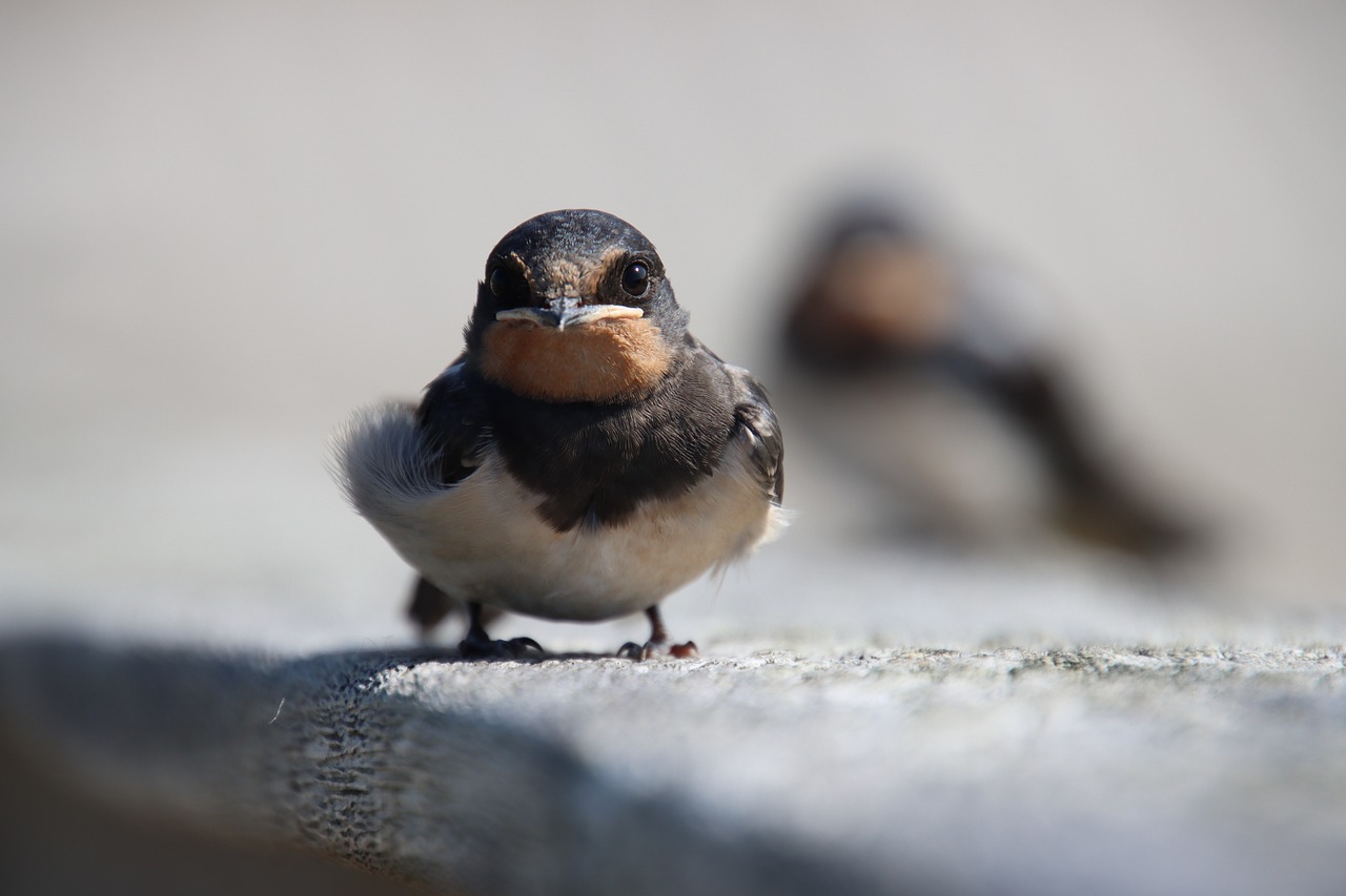 Swallow Bird Animal - Free photo on Pixabay