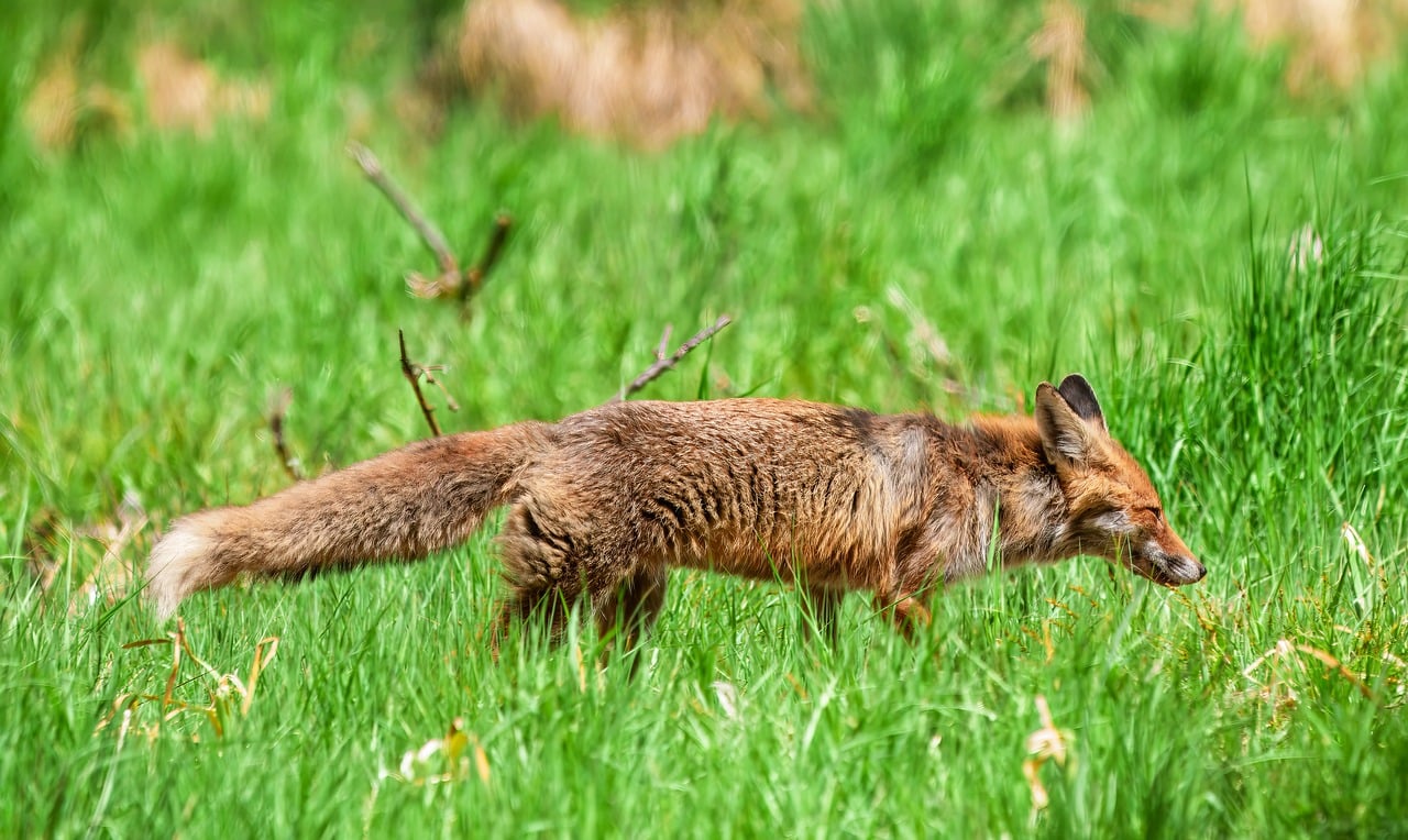 Fox Red Wildlife - Free photo on Pixabay