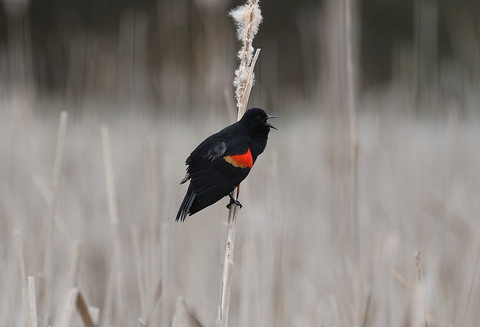Red-Winged Blackbird Bird Marsh - Free photo on Pixabay