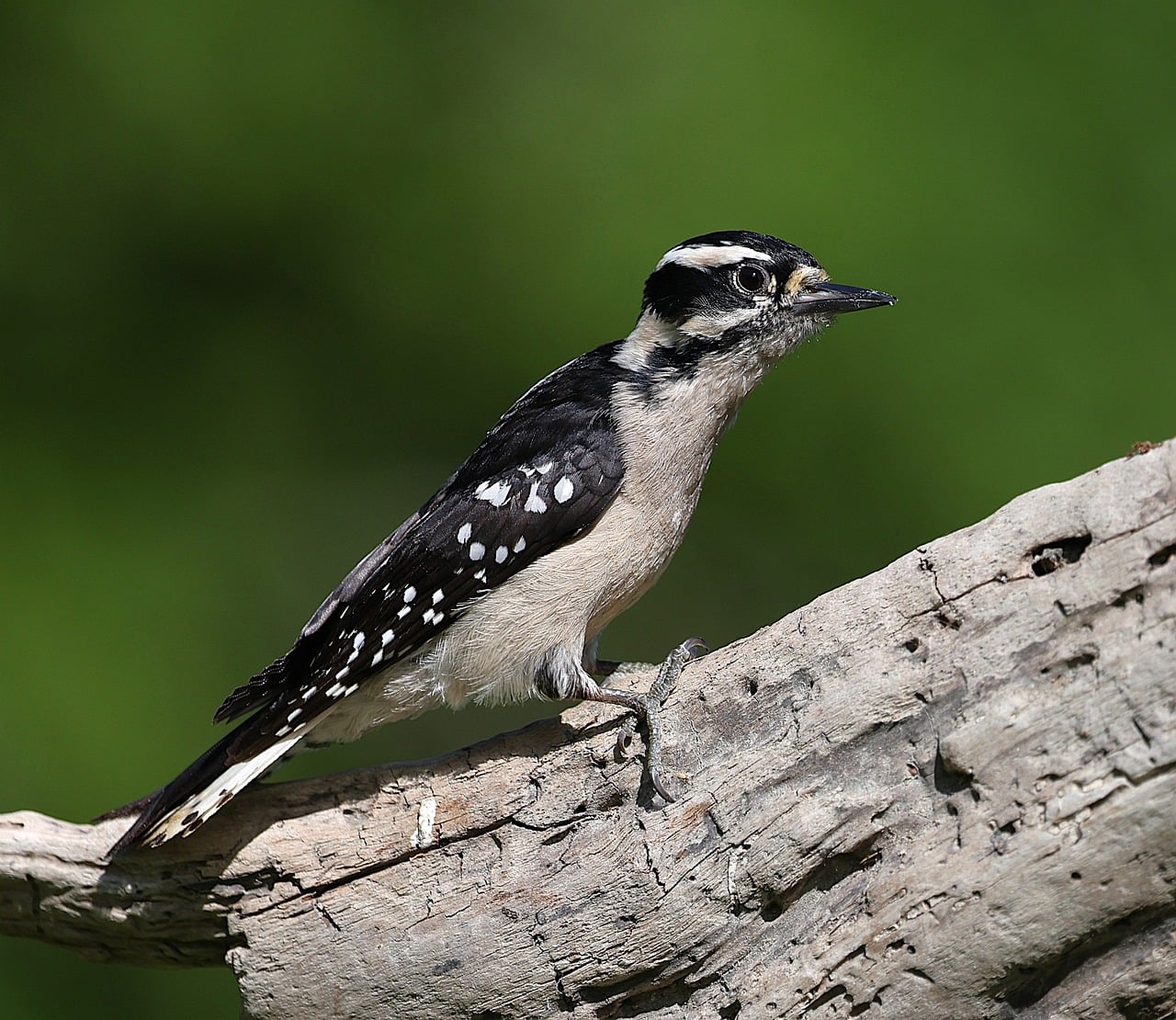 Downey Woodpecker - Free photo on Pixabay
