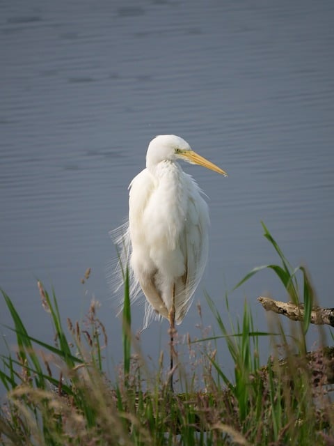 Egret Bird Wildlife - Free photo on Pixabay