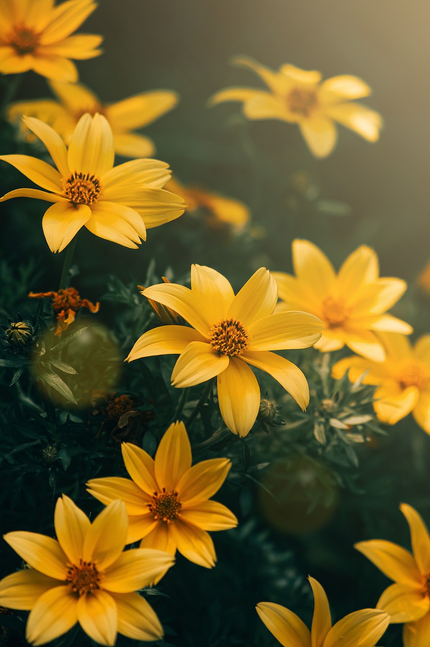 Flowers Sun Bloom - Free photo on Pixabay