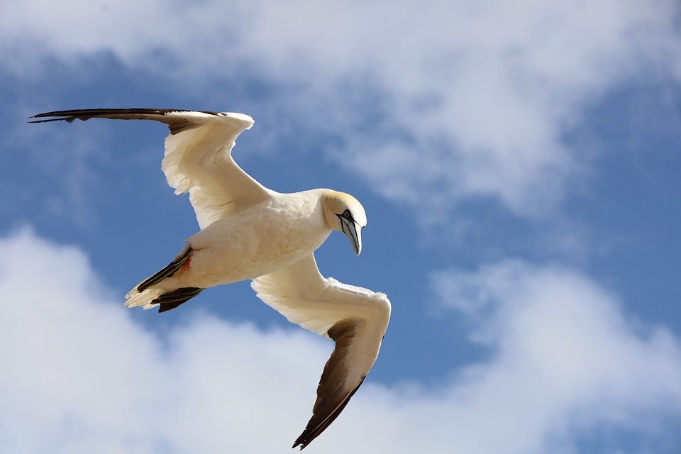 Gannet Flying Birds - Free photo on Pixabay