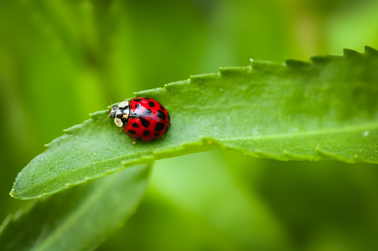 Ladybug Asian Nature - Free photo on Pixabay
