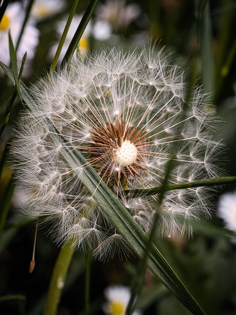 Löwenzahn Pusteblume Natur - Kostenloses Foto auf Pixabay