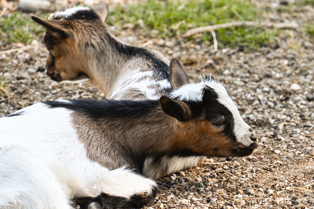 Goats Small Young - Free photo on Pixabay