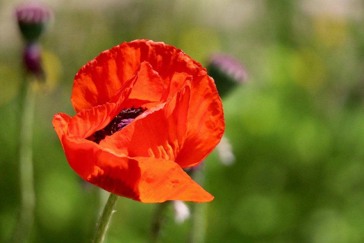 Poppy Corn Papaver Clap - Free photo on Pixabay