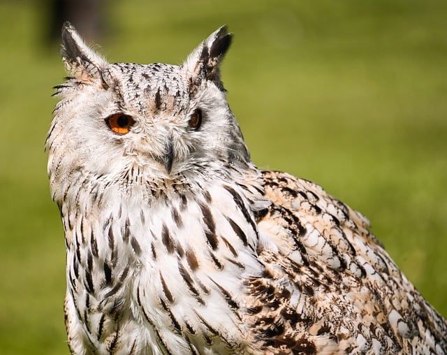 Owl Nature Bird - Free photo on Pixabay