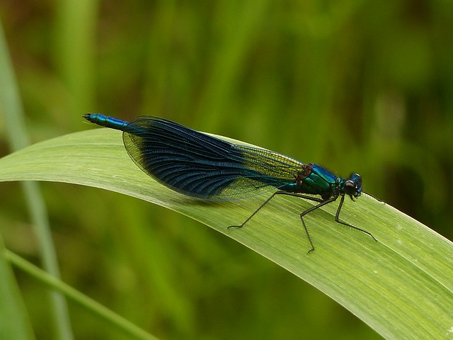 Prachtlibelle Blau Libelle - Kostenloses Foto auf Pixabay