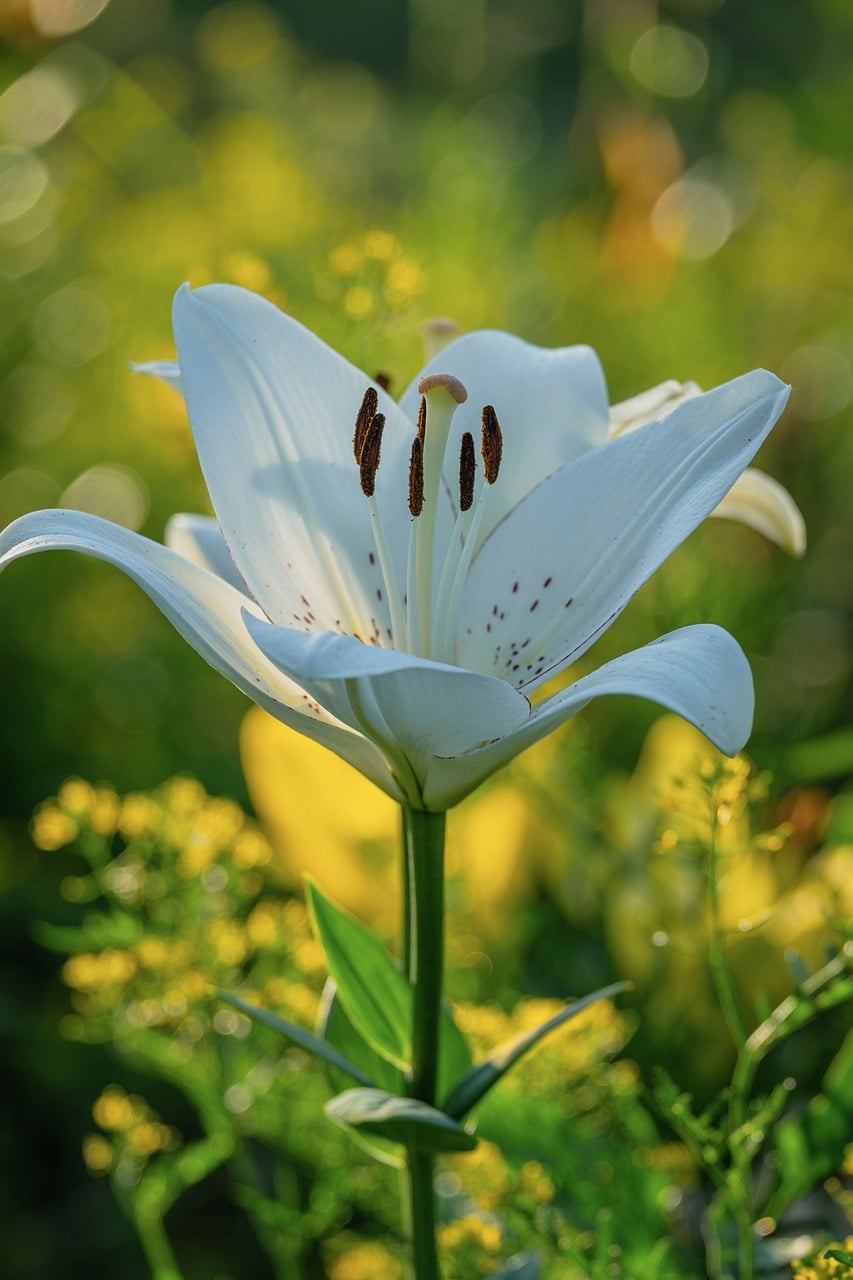 Lily Flower Blossom - Free photo on Pixabay