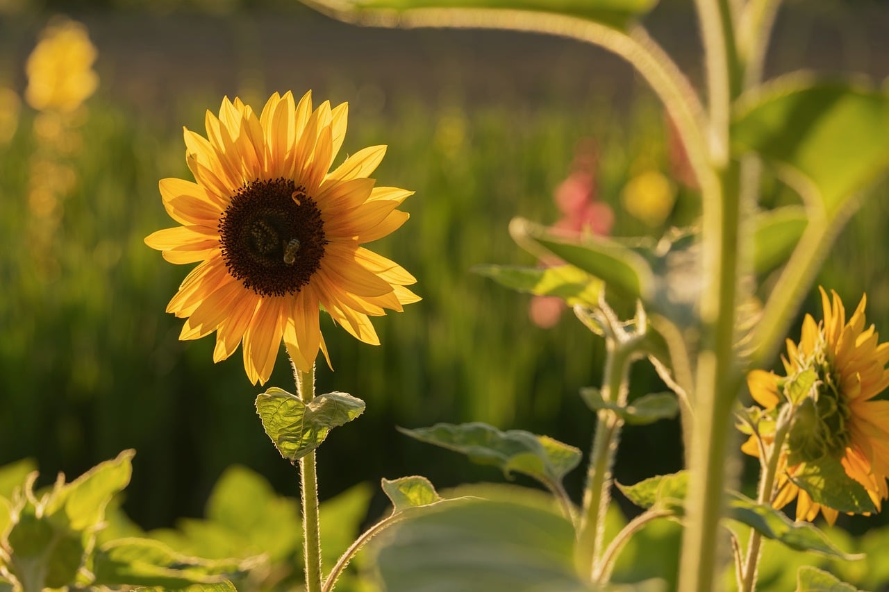 Sunflowers Nature Sunflower Field - Free photo on Pixabay