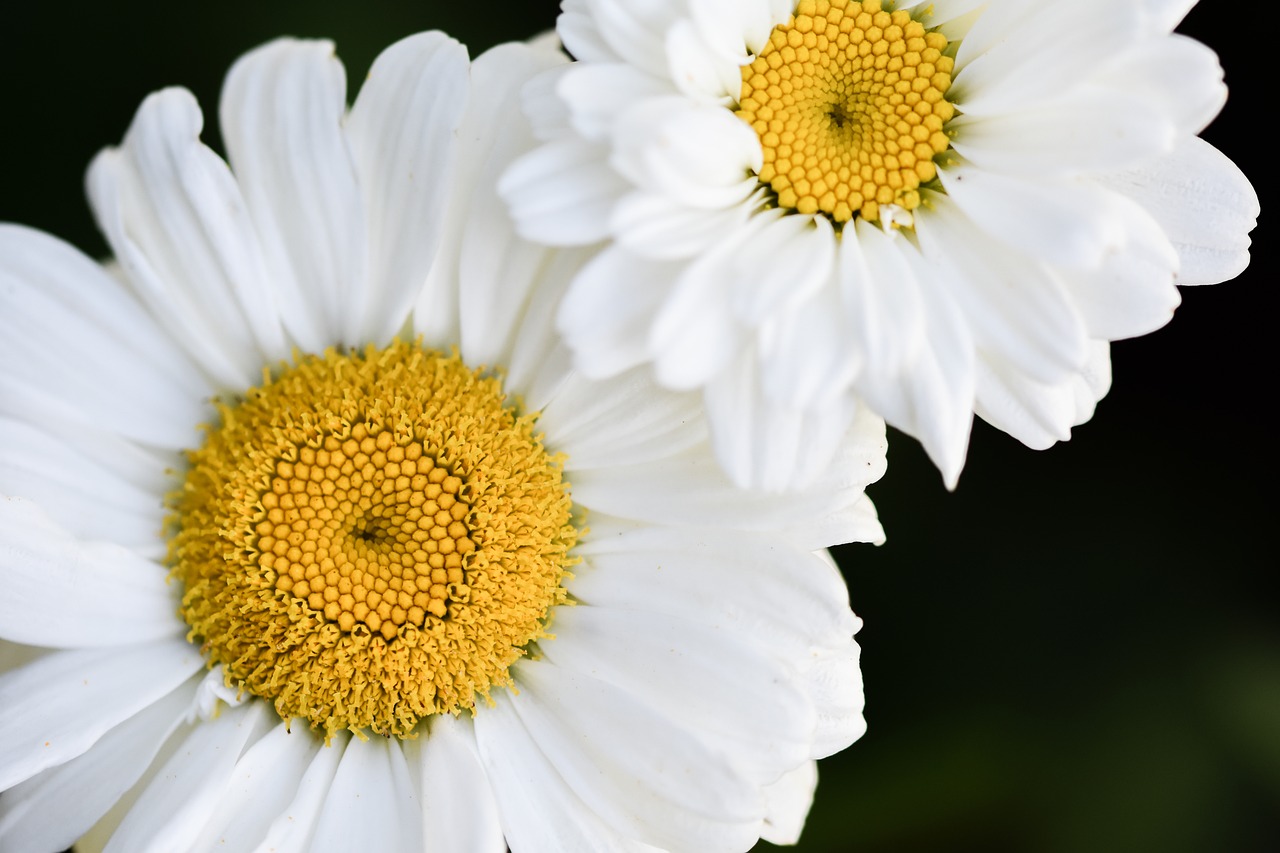 Marguerite Blossom Bloom Flower - Free photo on Pixabay